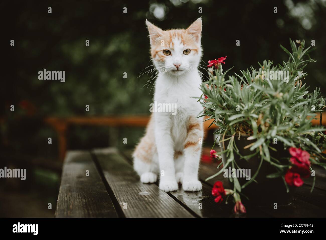 Curious white-brown Kitten sitting on the wet wooden table behind the ...