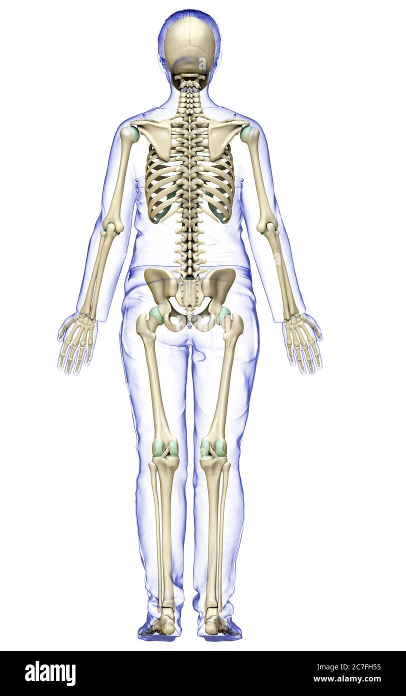 3d rendered, medically accurate illustration of a female skeleton ...