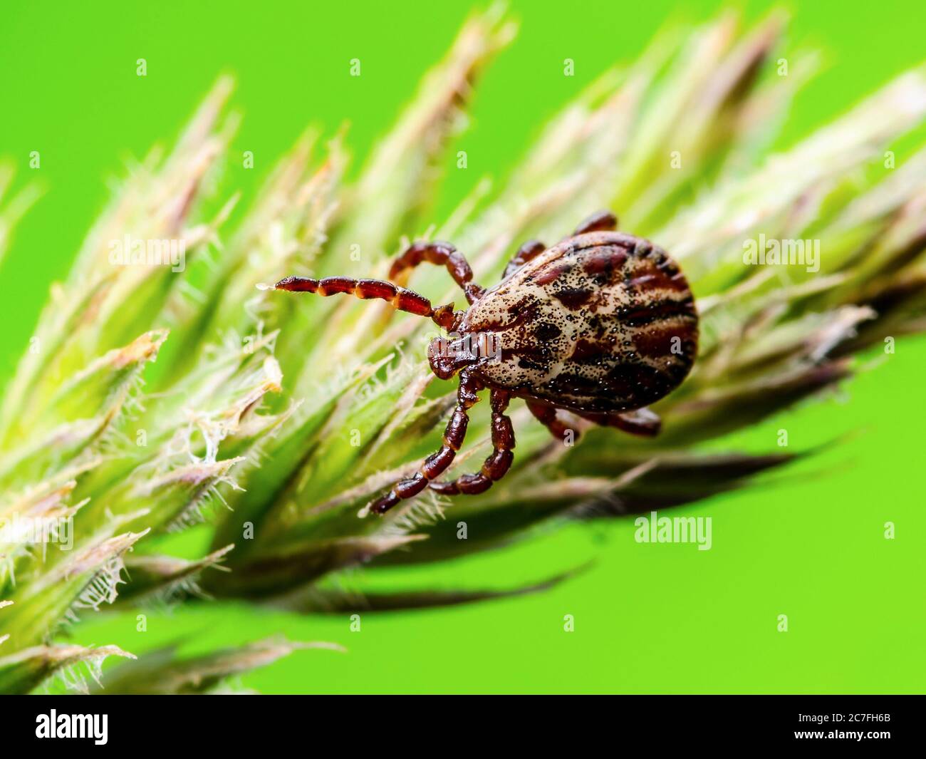 Grass tick hi-res stock photography and images - Alamy
