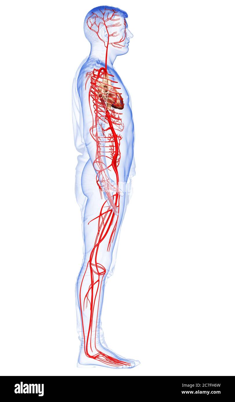 3d rendered medically accurate illustration of male arteries Stock ...