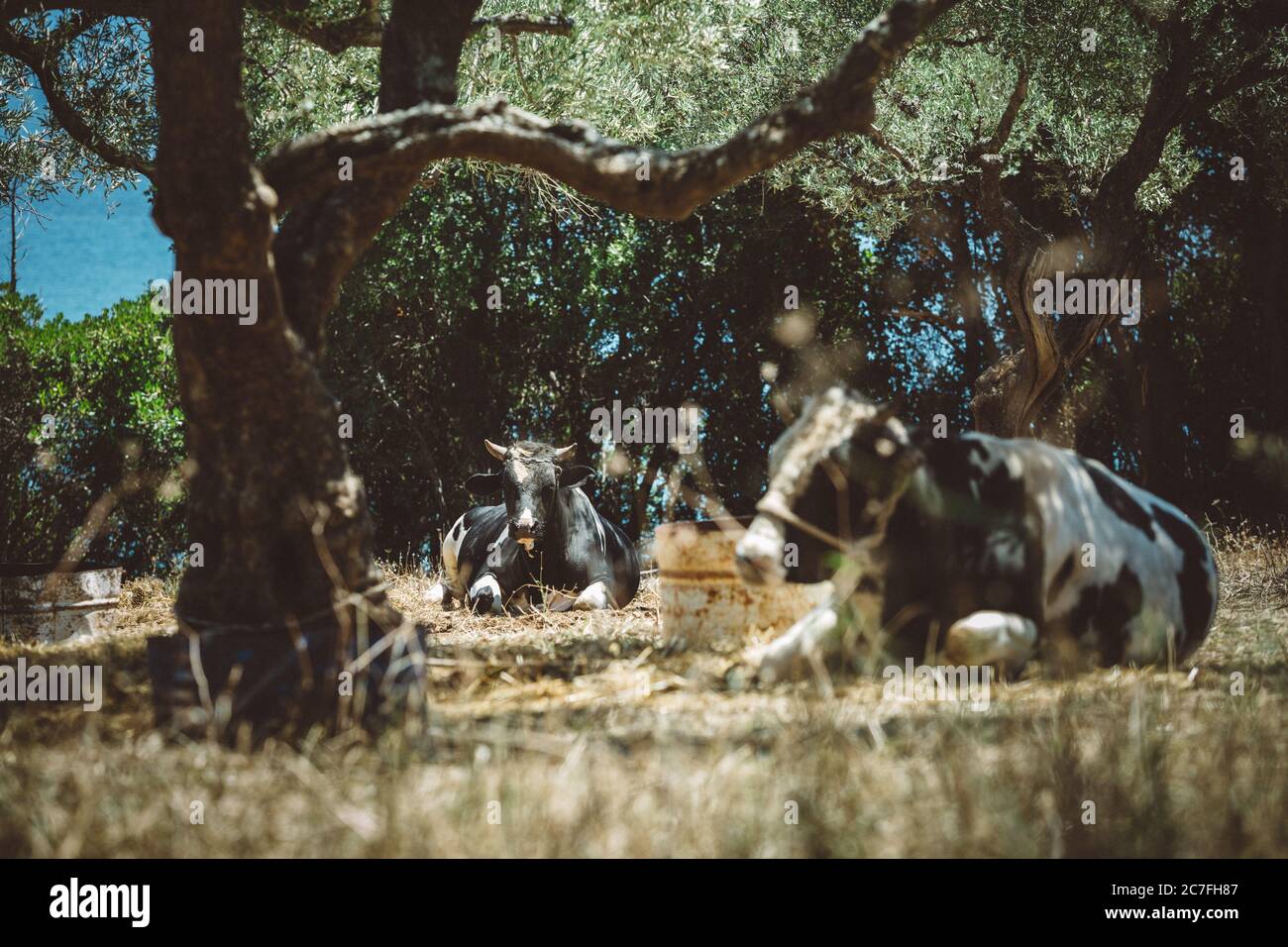 Two laying, relaxing cows in the olive grove during summer noon on the ...