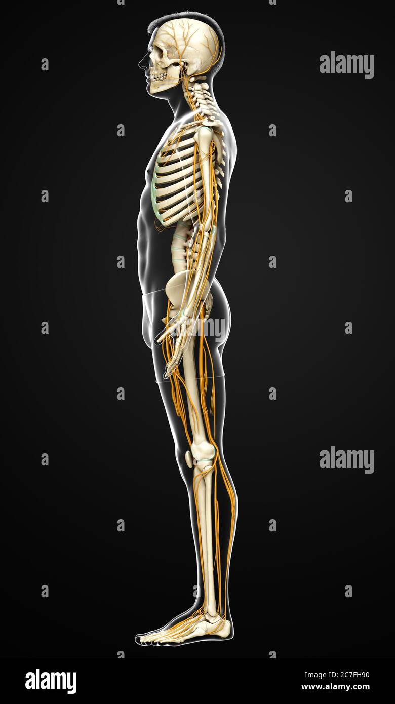 3d rendered medically accurate illustration of the nervous system and ...