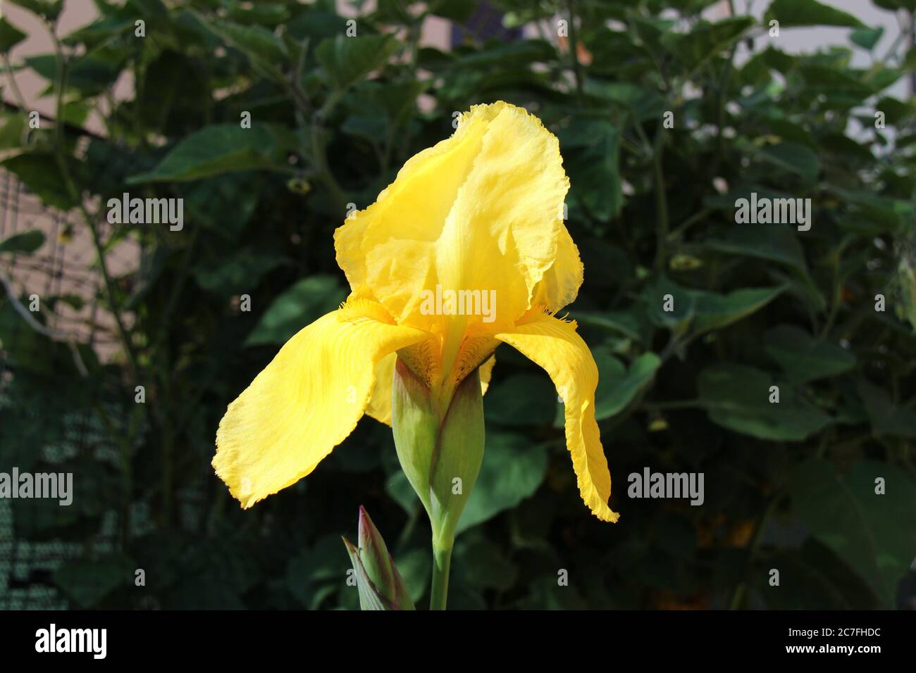 Natura del giardino hi-res stock photography and images - Alamy