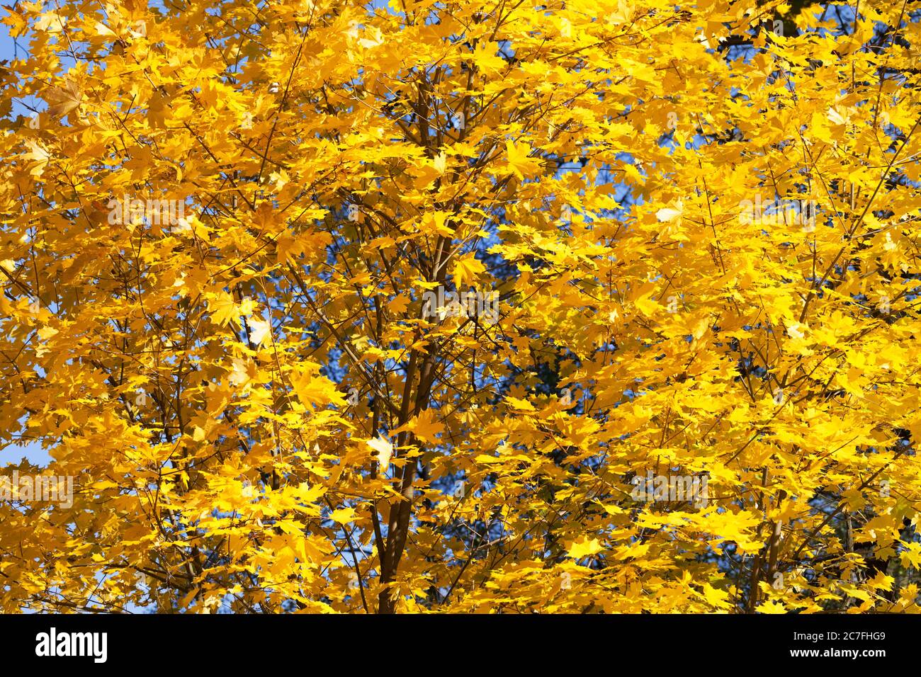 Maple-tree with autumn yellowed sunlight maple leaves in forest at sun day. Natural background ...