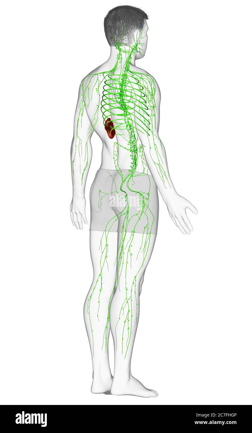 3d rendered medically accurate illustration of a male lymphatic system ...