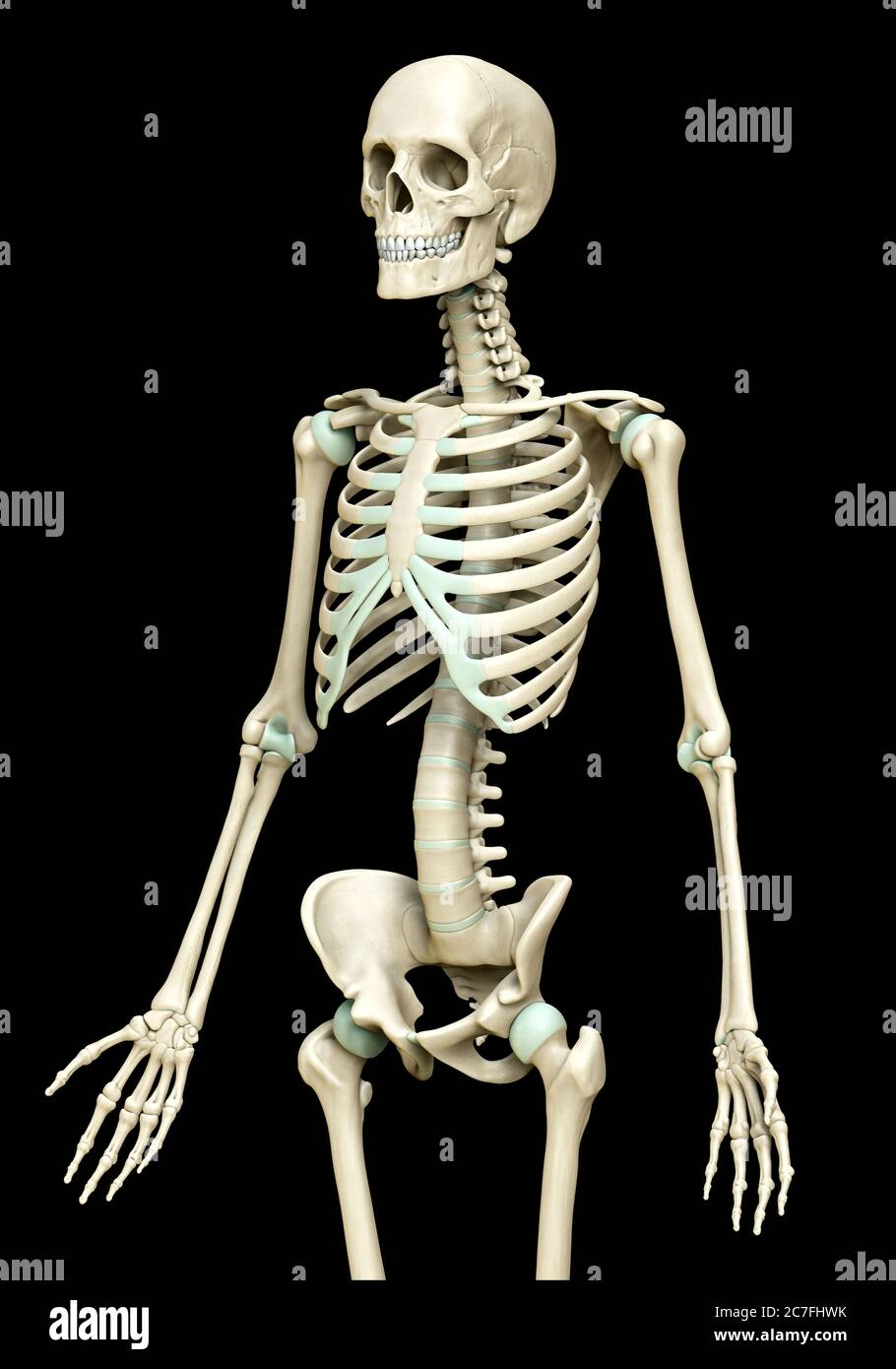 3d rendered, medically accurate illustration of the skeleton system ...