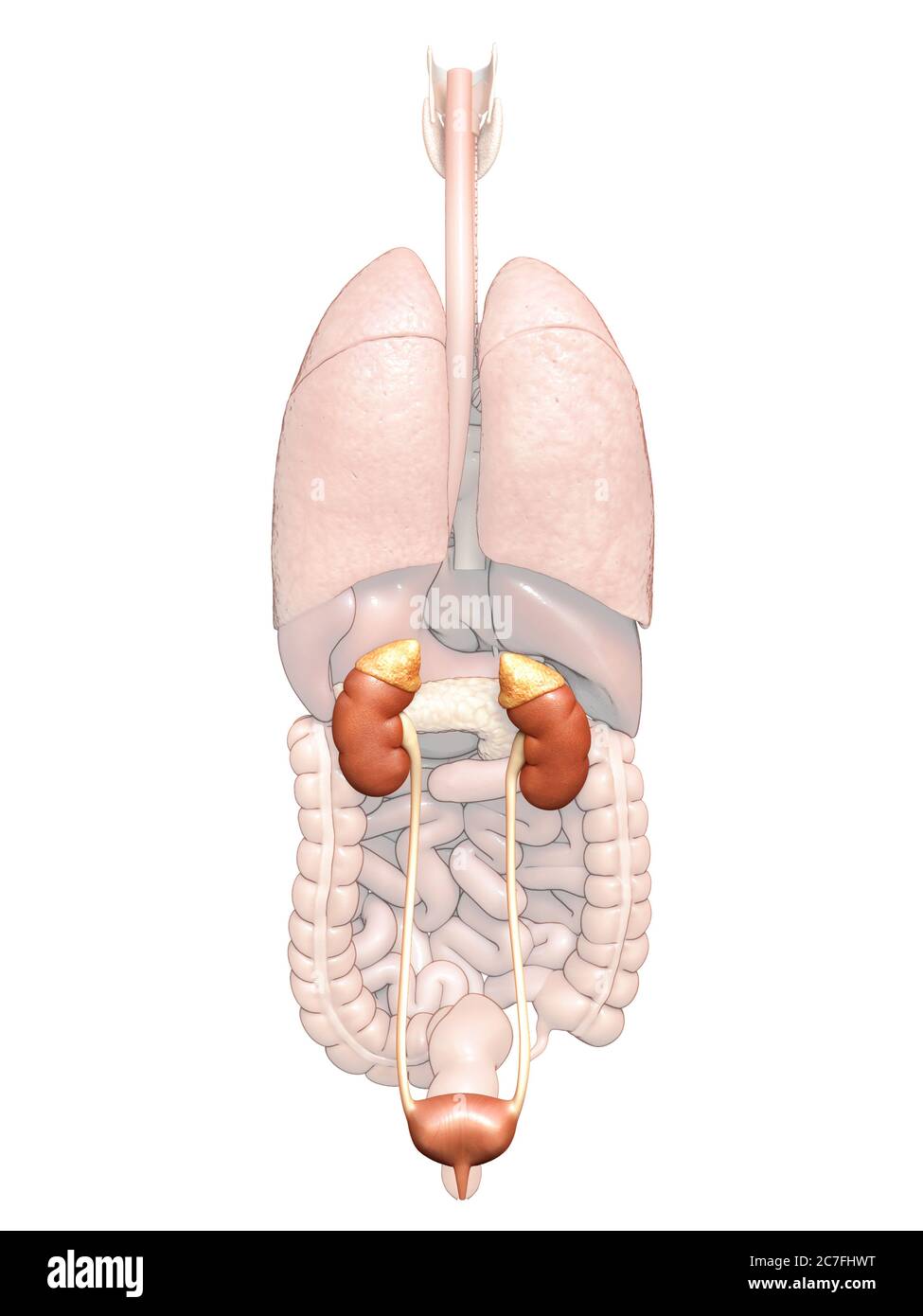 3d rendered, medically accurate illustration of the kidneys and urinary ...