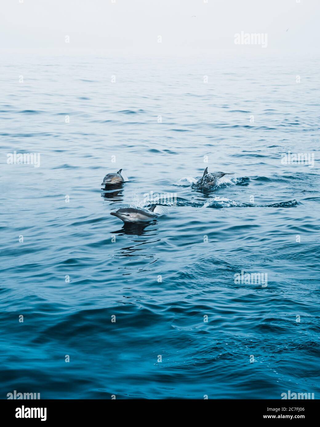 Dolphins aquarium vertical hi-res stock photography and images - Alamy