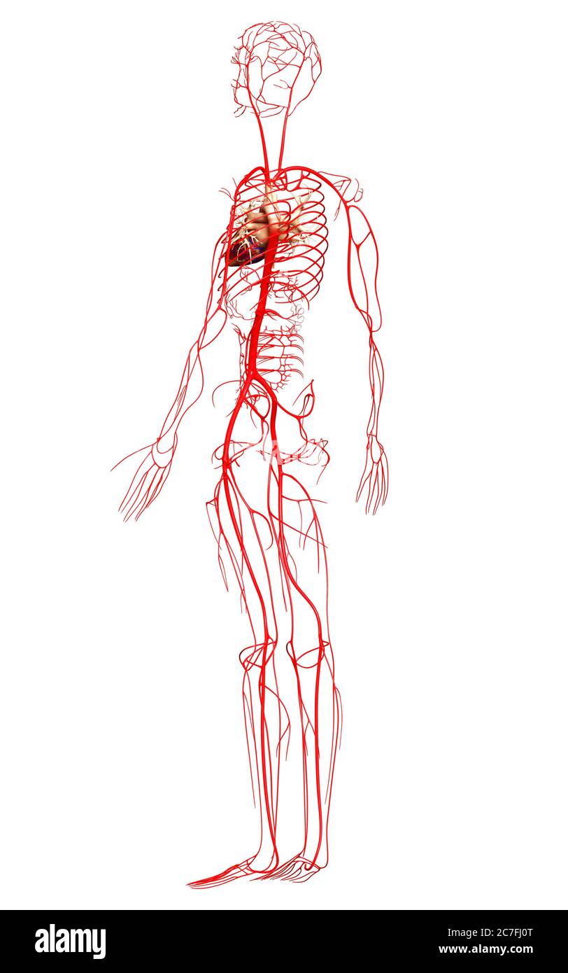 3d rendered medically accurate illustration of arteries Stock Photo - Alamy