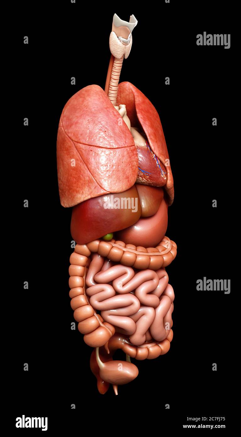 3d rendered medically accurate illustration of Internal organs Stock ...