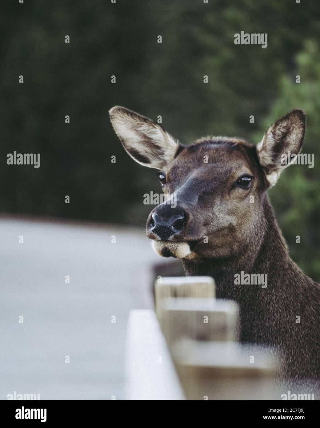 Maroon cat hi-res stock photography and images - Alamy