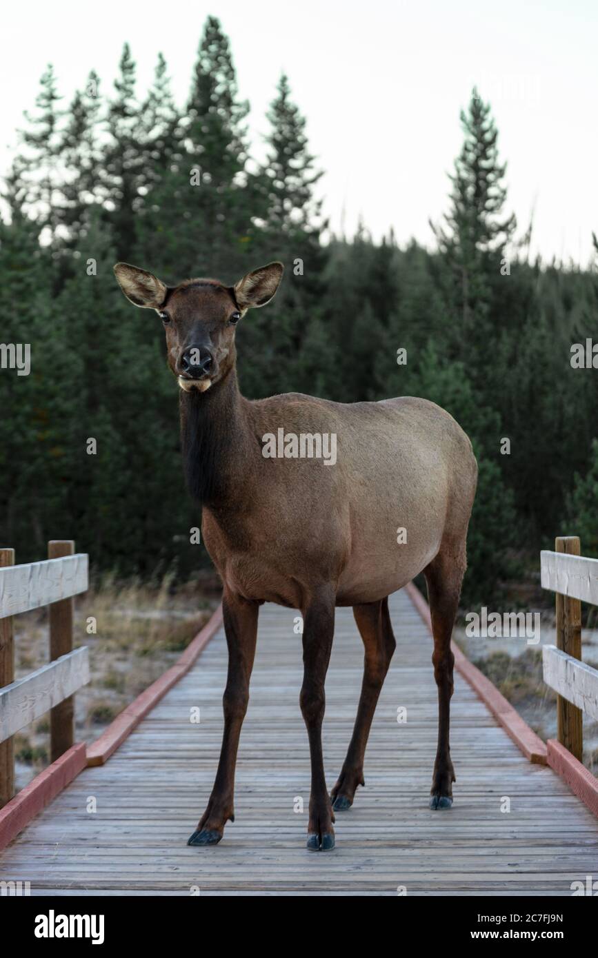 Maroon cat hi-res stock photography and images - Alamy
