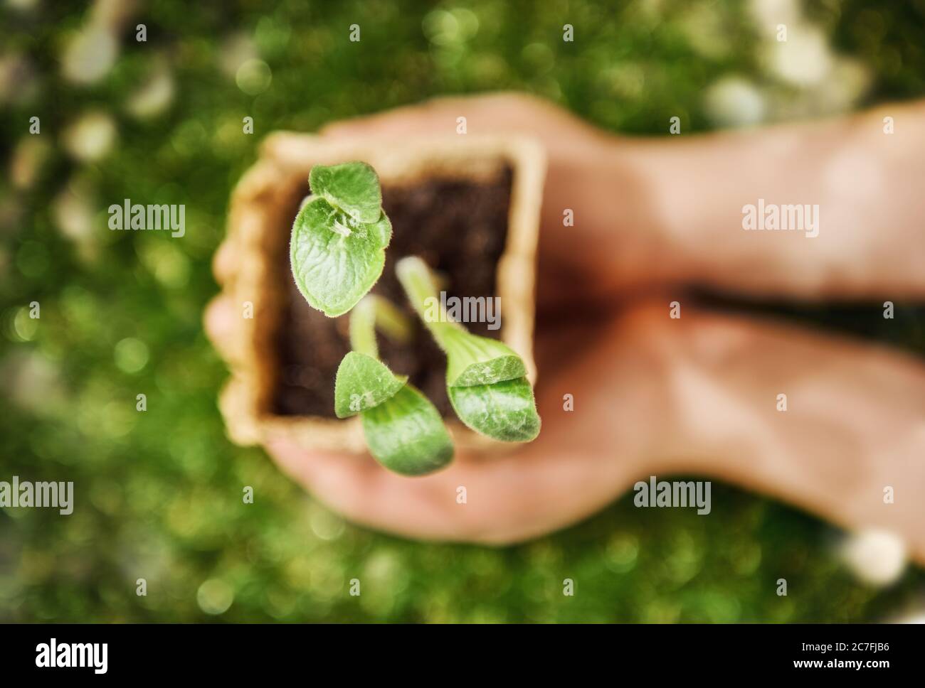 Hands holding sprout plants. Close up, top view. Spring concept, nature ...