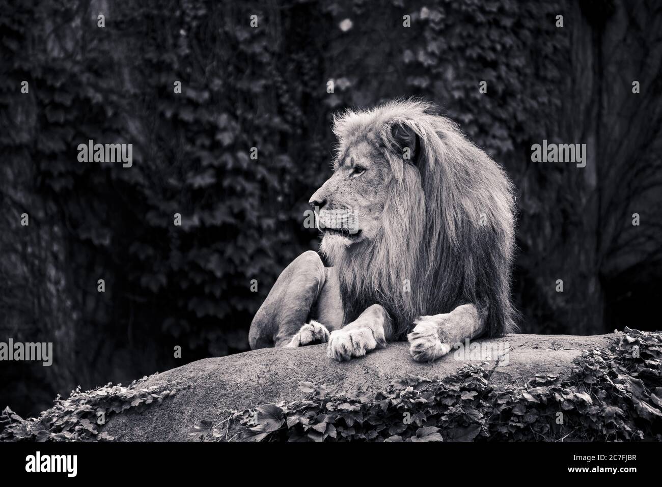 Greyscale lion mane hi-res stock photography and images - Alamy