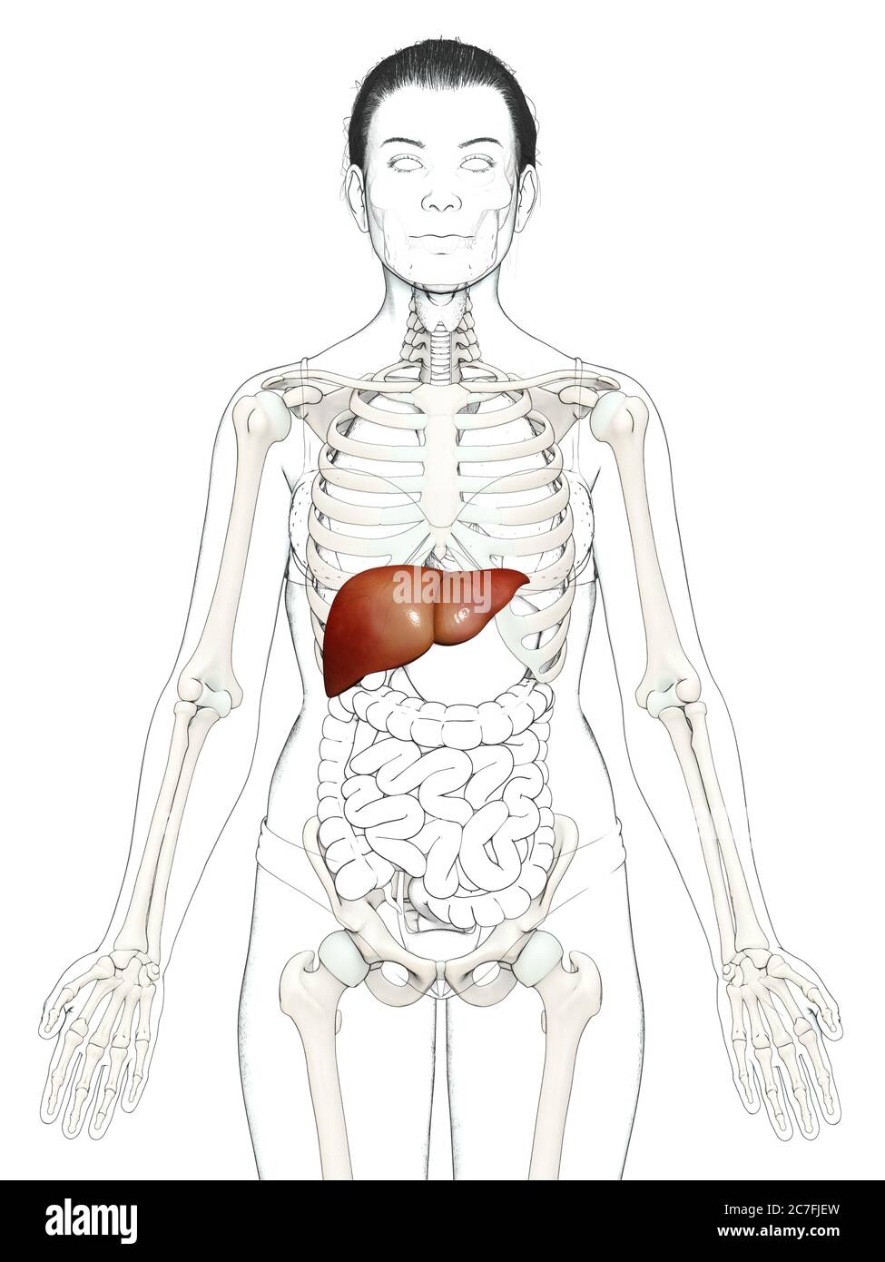 3d rendered, medically accurate illustration of female Liver Anatomy ...