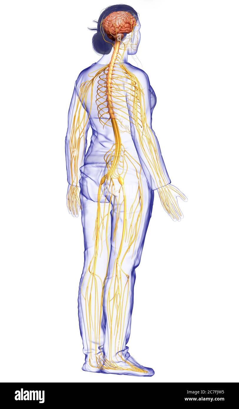3d rendered medically accurate illustration of a female nervous system ...