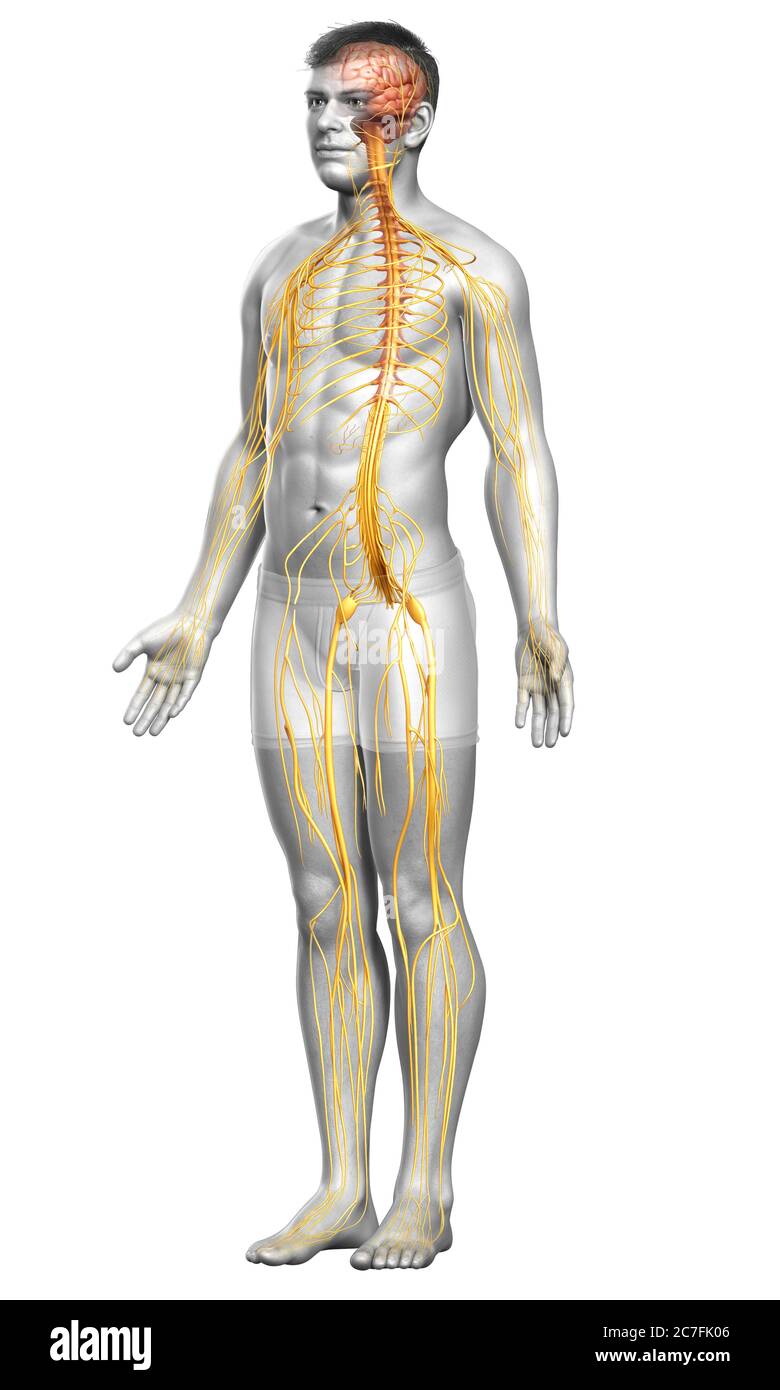 3d rendered medically accurate illustration of a male nervous system ...
