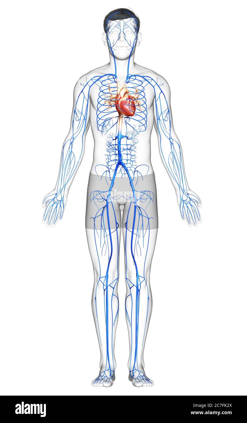 3d rendered medically accurate illustration of a male Veins anatomy ...