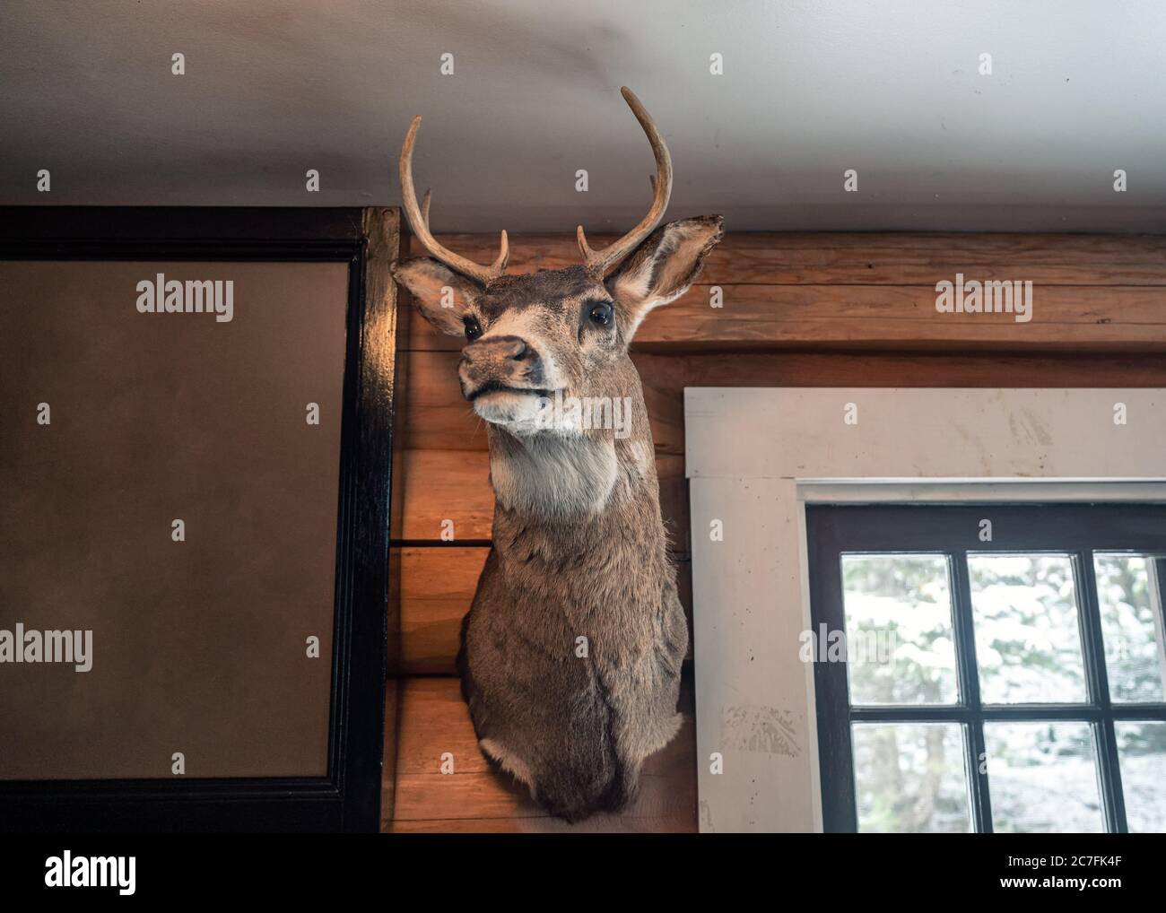 Wooden house with deer head hi-res stock photography and images - Alamy