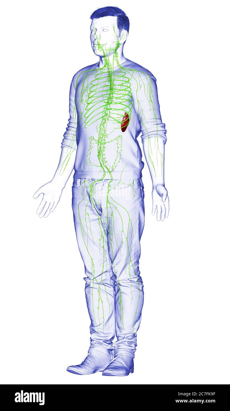 3d rendered medically accurate illustration of a male lymphatic system ...