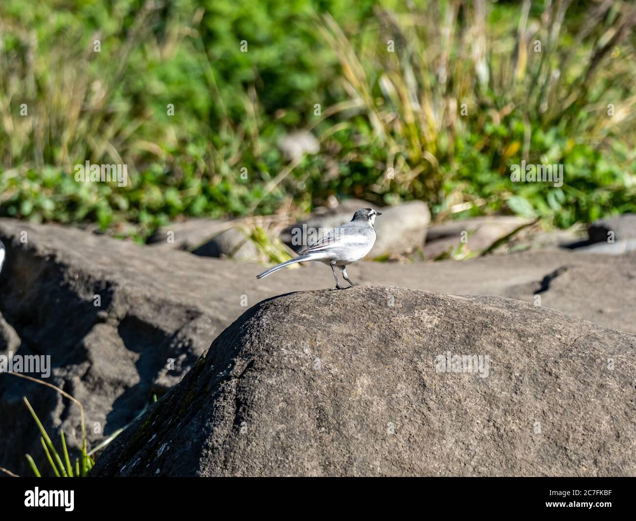 Beautiful White Wagtail on the rock in the Izumi Forest in Yamato ...