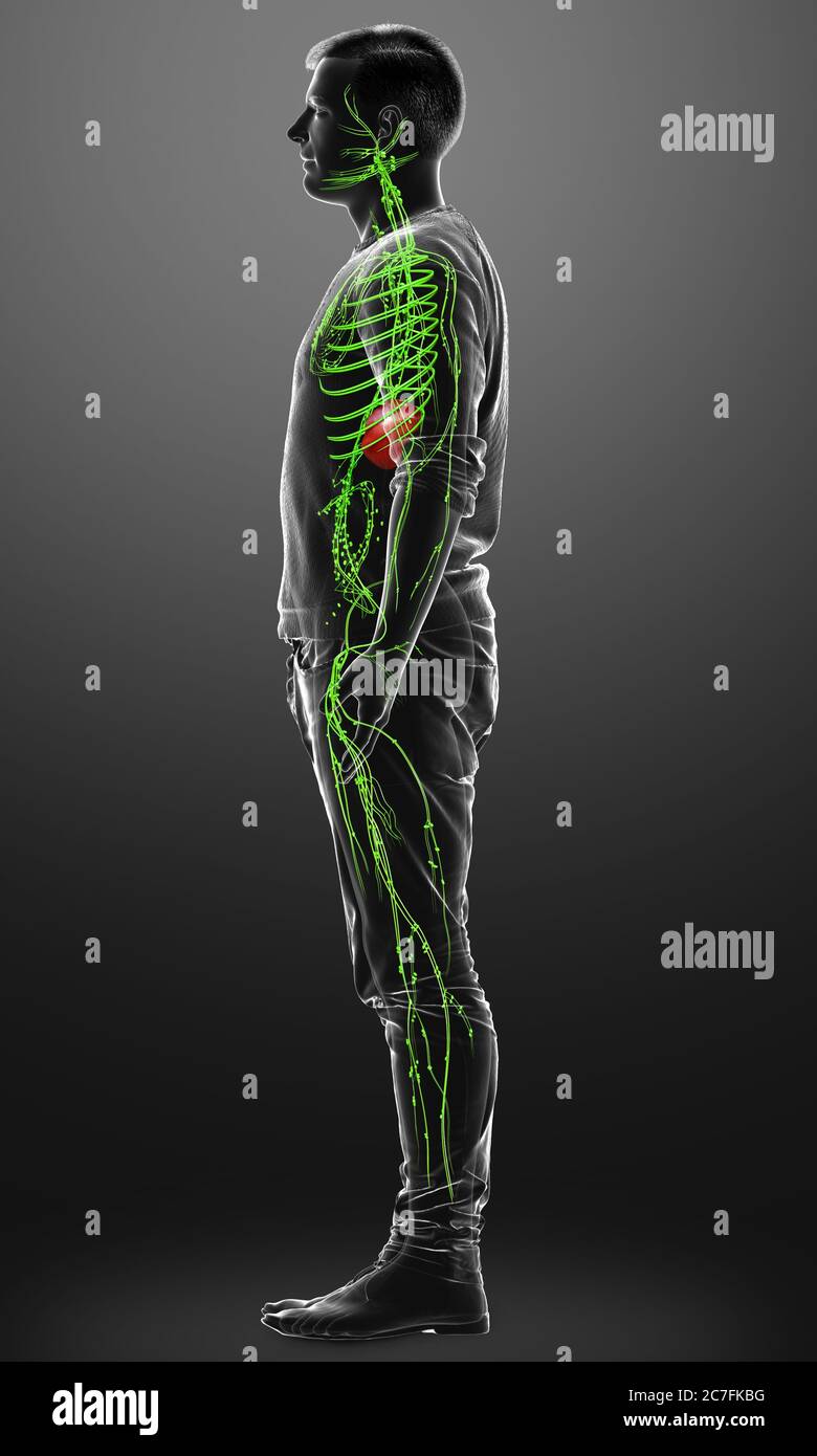 3d rendered medically accurate illustration of a male lymphatic system ...