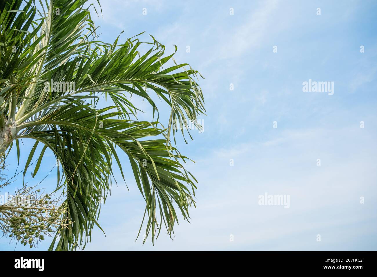 Betel tree hi-res stock photography and images - Alamy