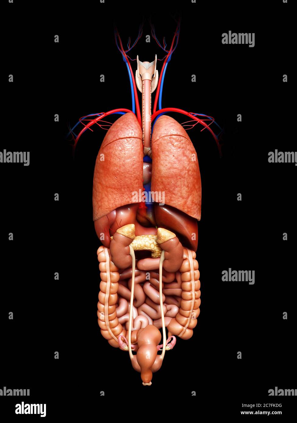 3d rendered medically accurate illustration of Internal organs Stock ...