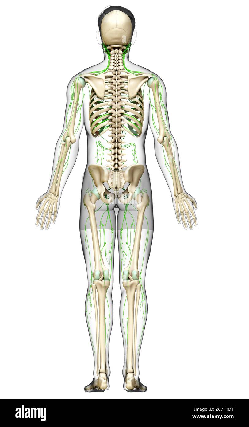 3d rendered medically accurate illustration of a male lymphatic system ...