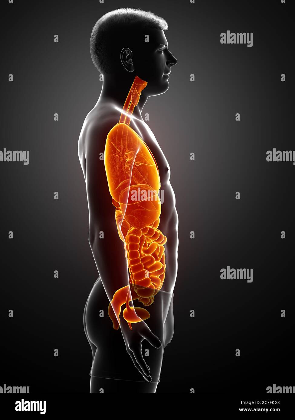 3d rendered medically accurate illustration of male high lighted ...