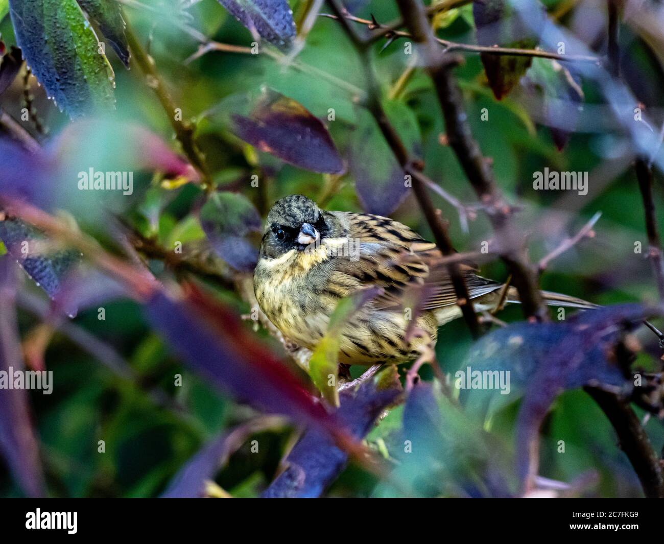 Beautiful black faced bunting resting on a branch captured in Izumi ...