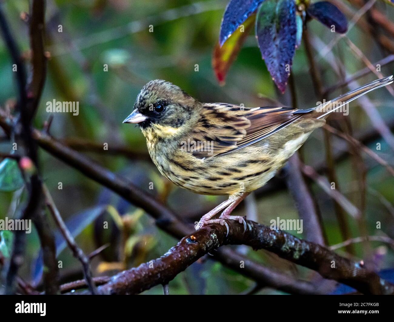 Beautiful black faced bunting resting on a branch captured in Izumi ...