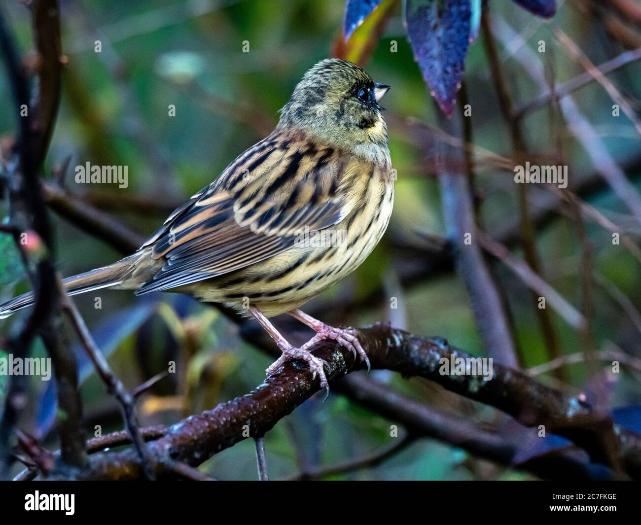 Beautiful black faced bunting resting on a branch captured in Izumi ...