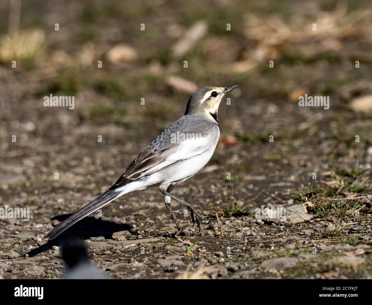 Beautiful White Wagtail on the muddy ground captured in Izumi Forest in ...