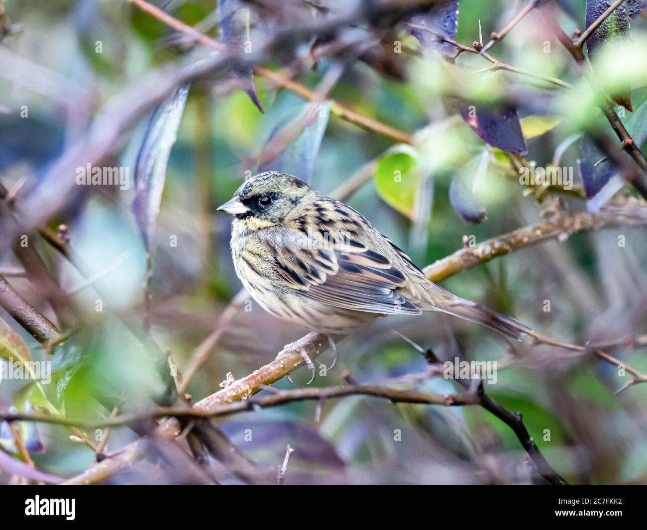 Beautiful black faced bunting resting on a branch captured in Izumi ...