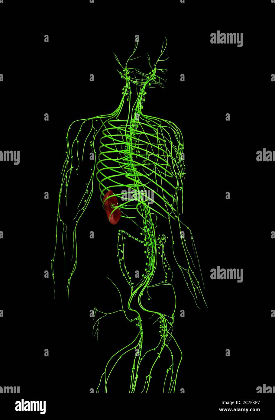 3d rendered medically accurate illustration of the lymphatic system ...