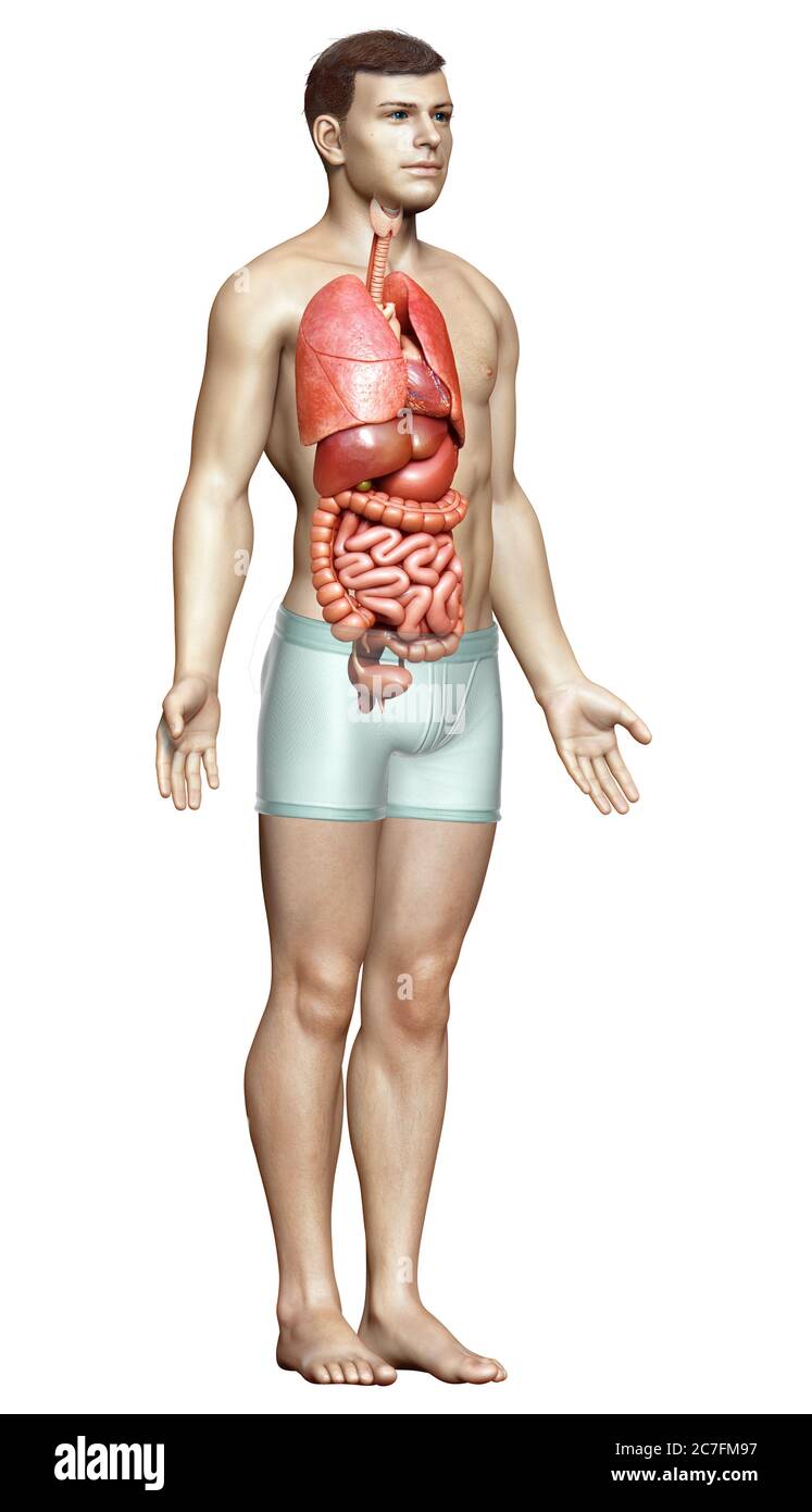 3d Rendered Medically Accurate Illustration Of Male Internal Organs
