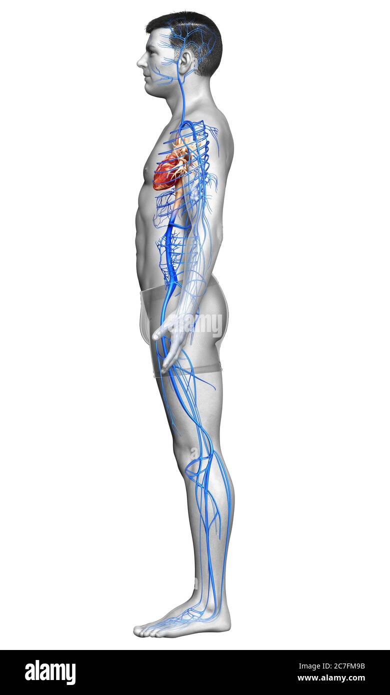 3d rendered medically accurate illustration of a male Veins anatomy ...
