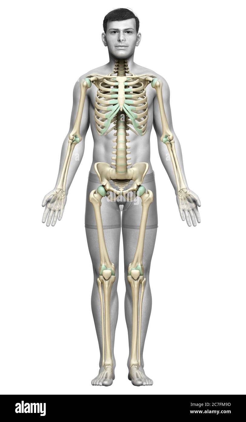 3d rendered, medically accurate illustration of a male skeleton system ...