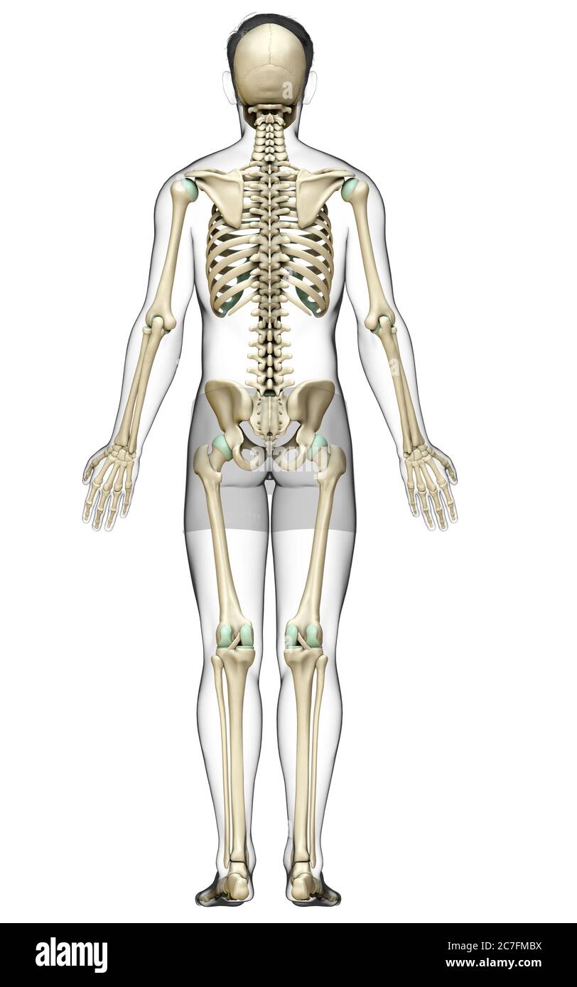 3d rendered, medically accurate illustration of a male skeleton system ...