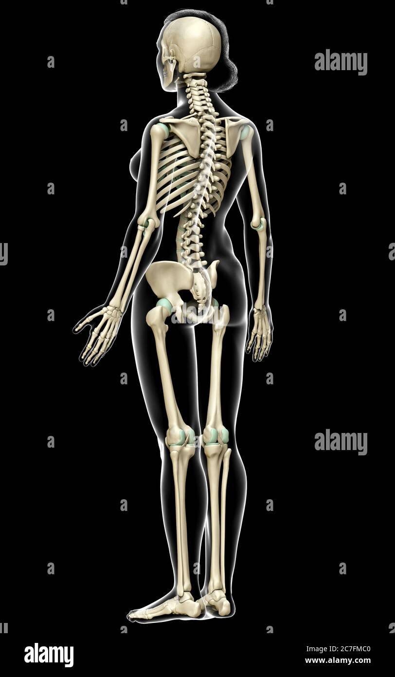3d rendered, medically accurate illustration of a female skeleton ...
