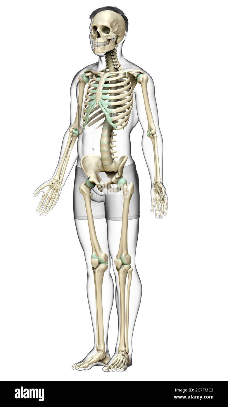 3d rendered, medically accurate illustration of a male skeleton system ...