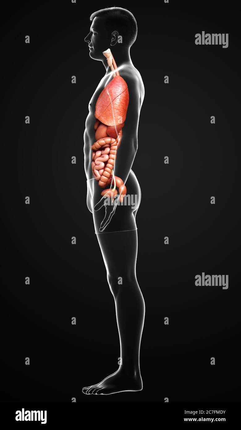 3d Rendered Medically Accurate Illustration Of Male Internal Organs