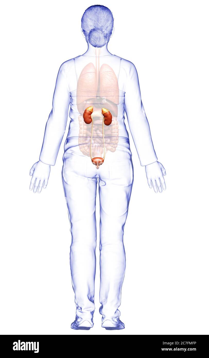 3d rendered, medically accurate illustration of female kidneys Stock ...