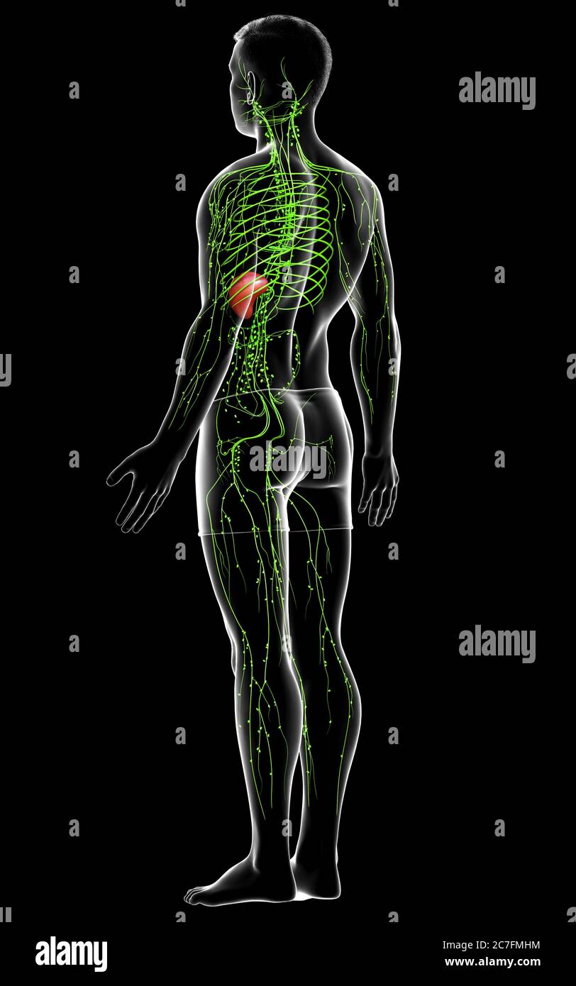 3d rendered medically accurate illustration of a male lymphatic system ...