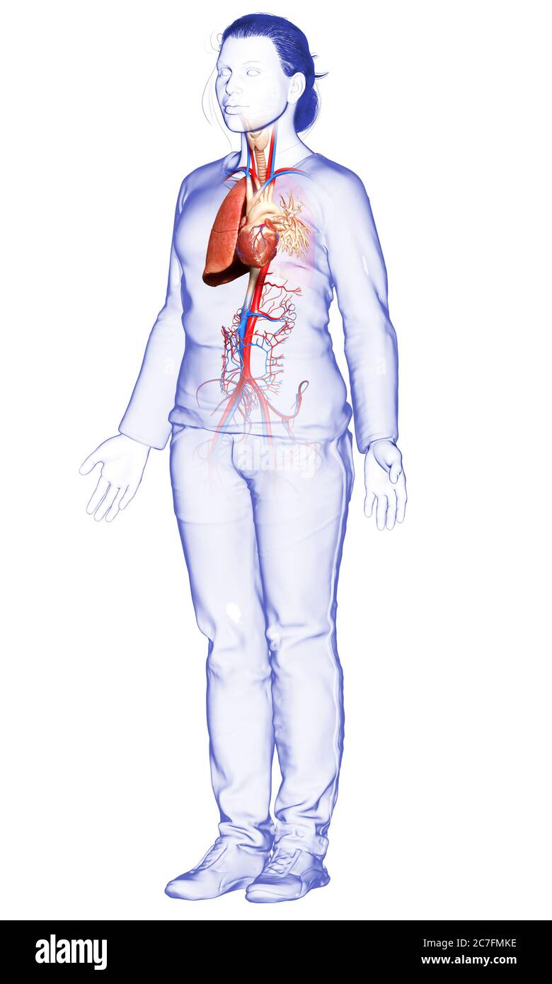 3d rendered, medically accurate illustration of a female lung anatomy ...