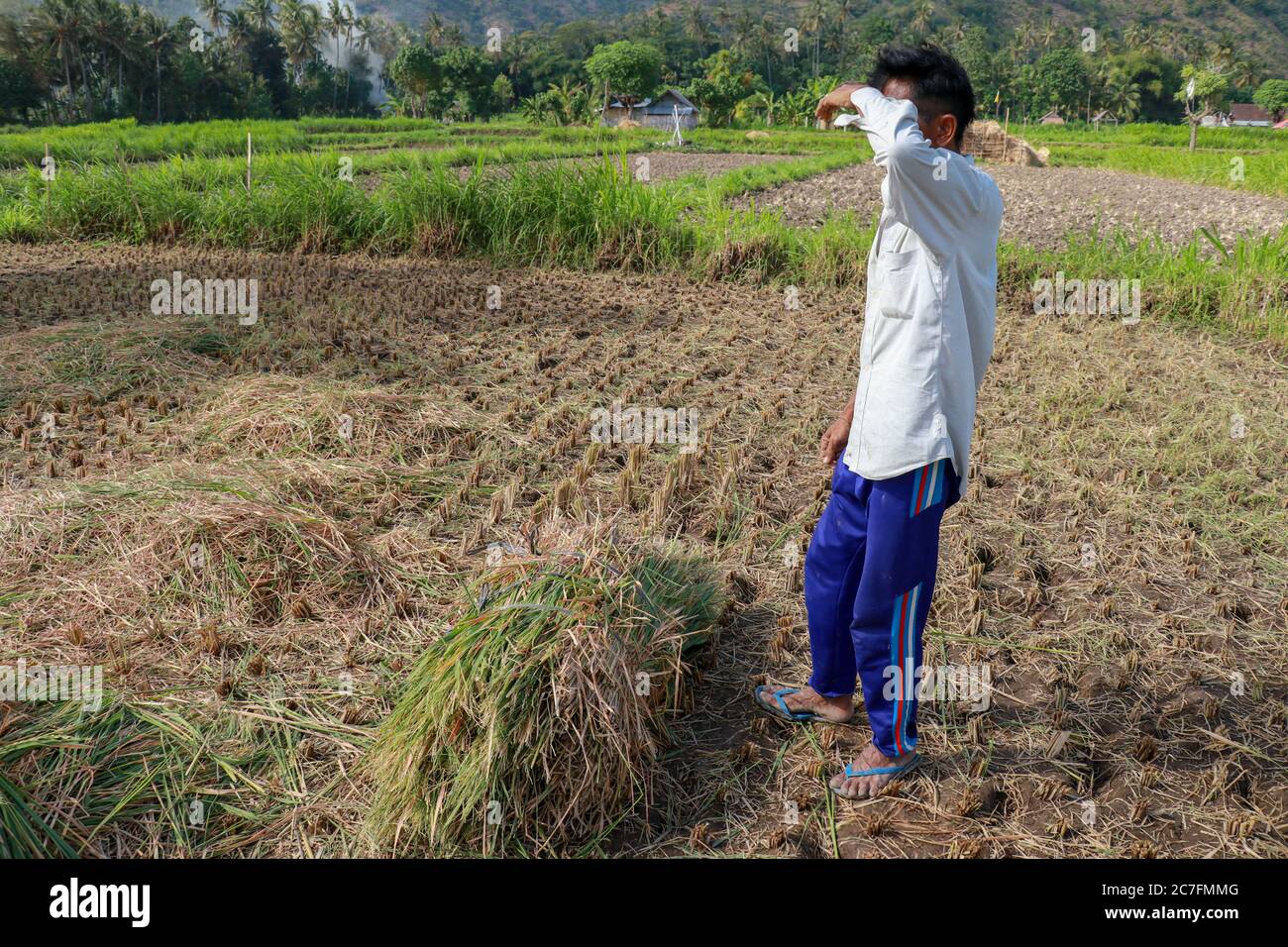 Farmers harvesting rice field. Threshing rice, Farmer manual rice ...