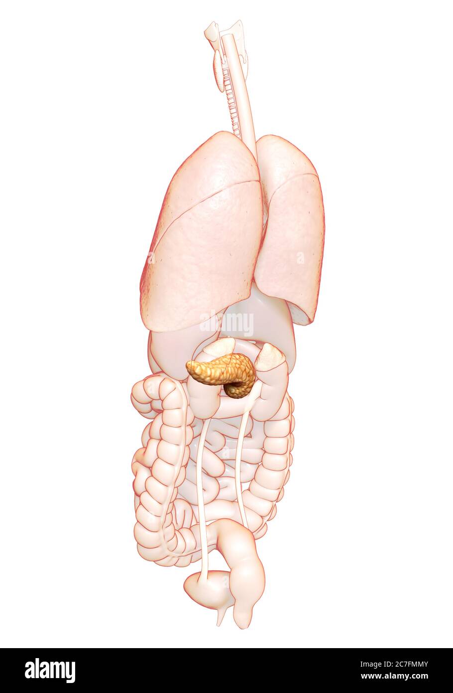 3d rendered, medically accurate illustration of the pancreas Stock ...