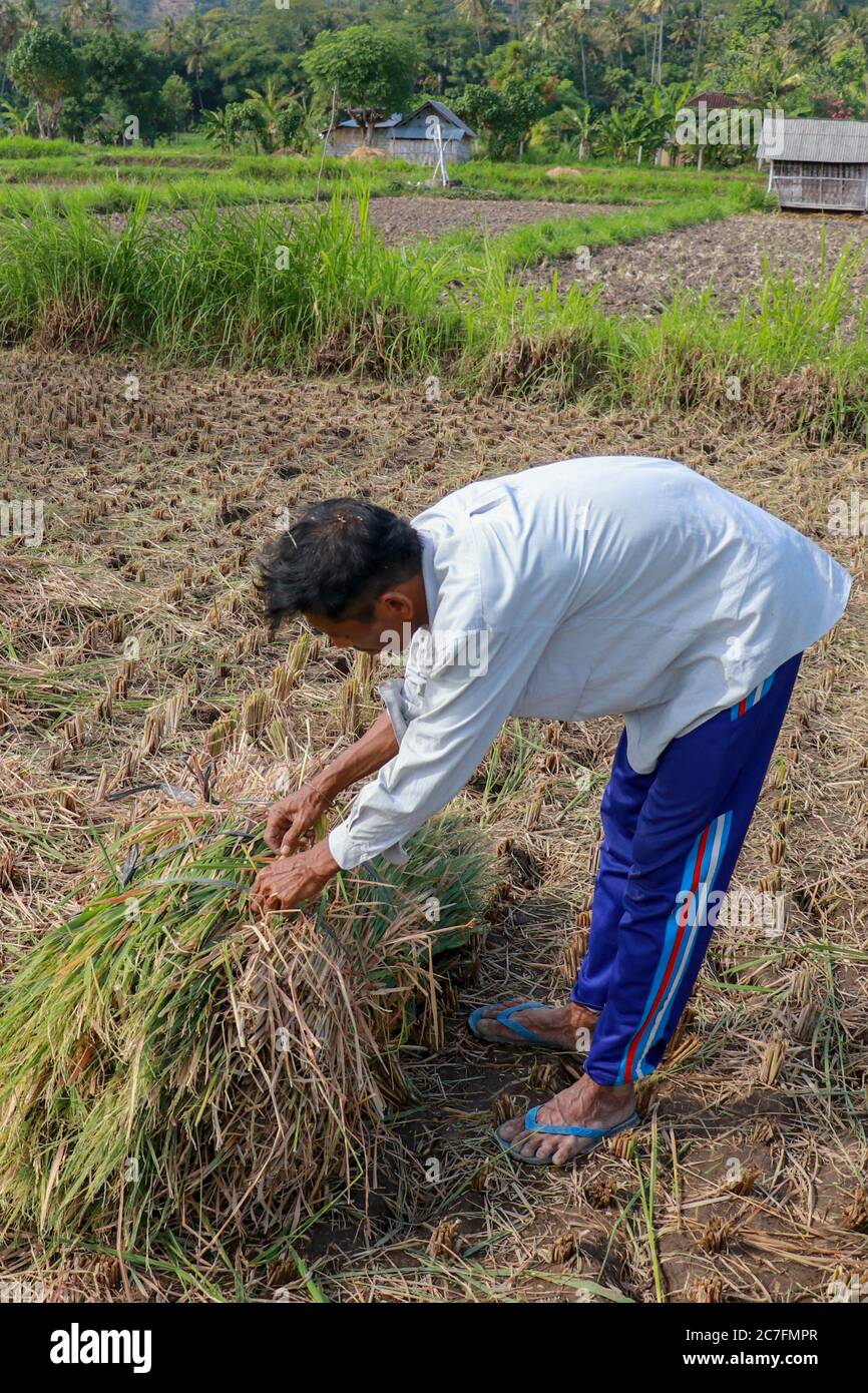 Farmers harvesting rice field. Threshing rice, Farmer manual rice ...