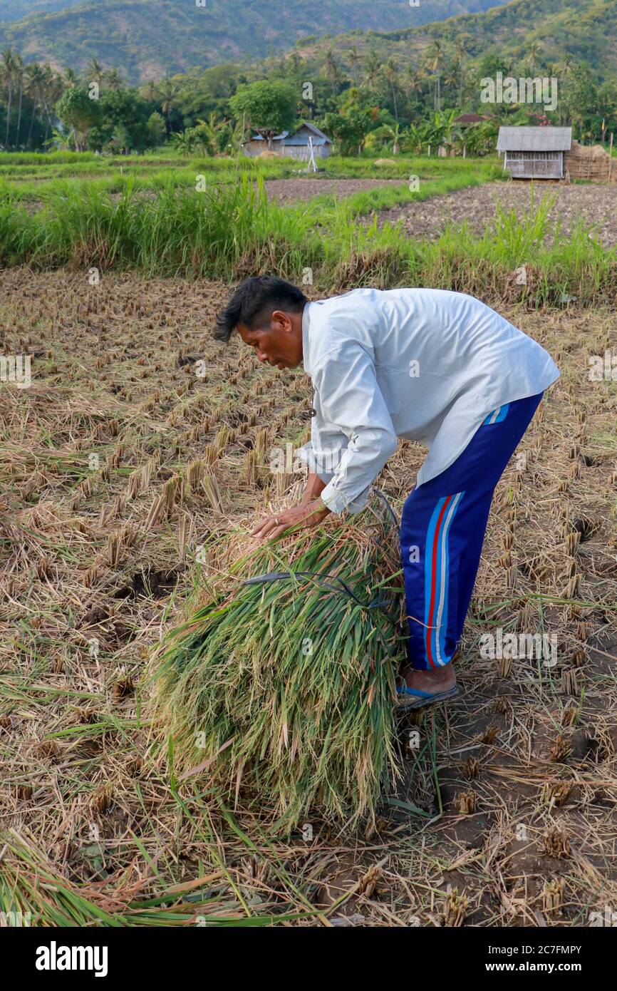 Farmers harvesting rice field. Threshing rice, Farmer manual rice ...